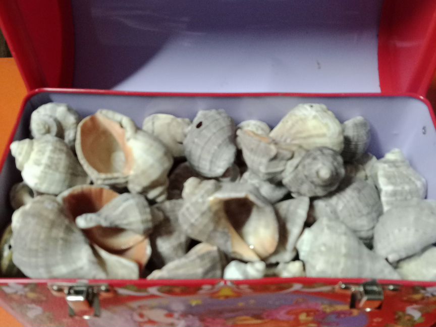 Морские ракушки раковины маленькие