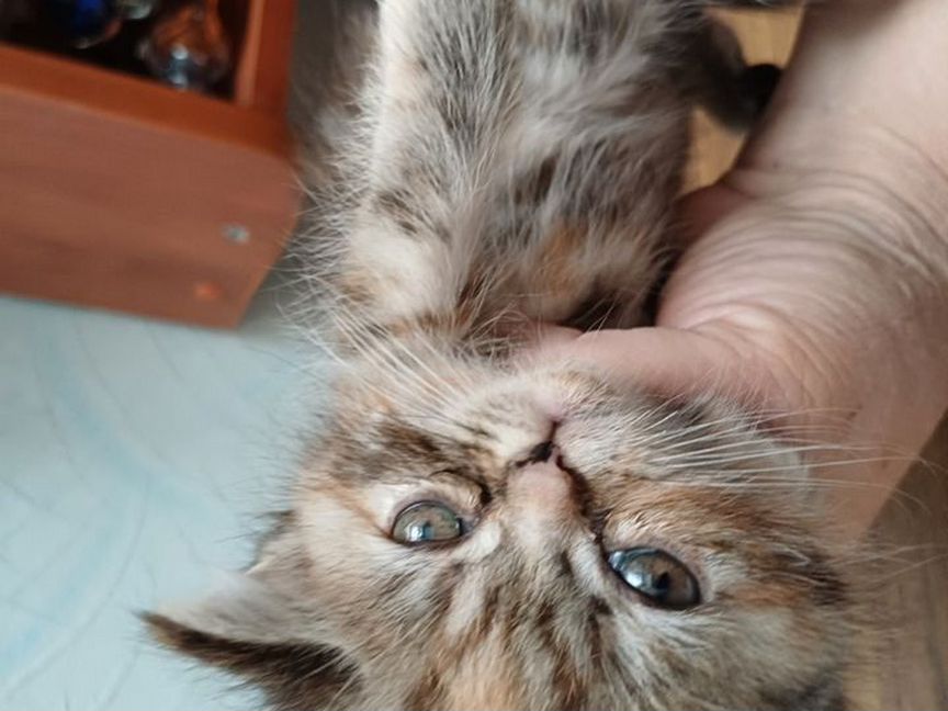 От мамы экзотки и папы классическогоперса милая ма