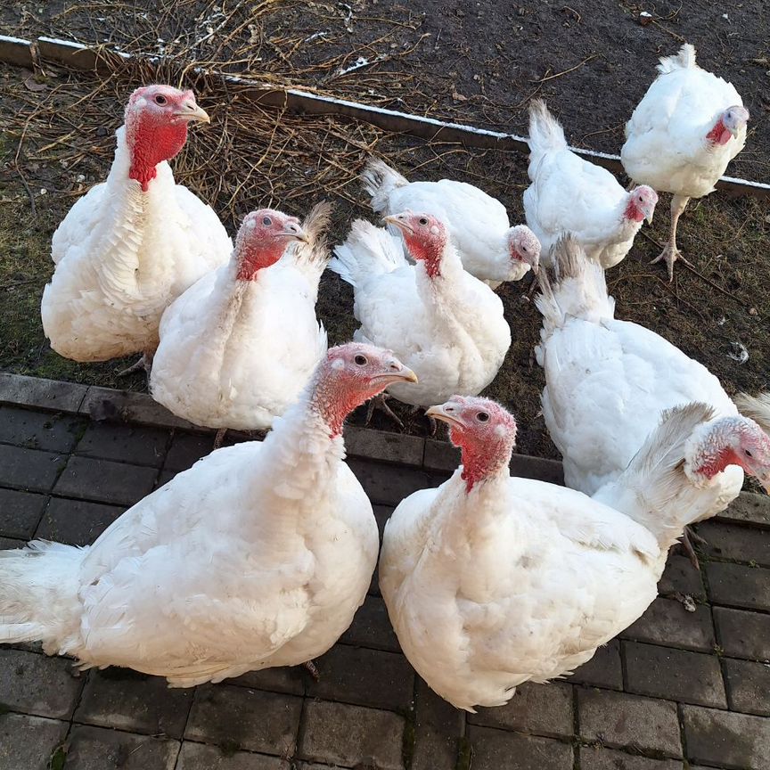 Индюки на мясо