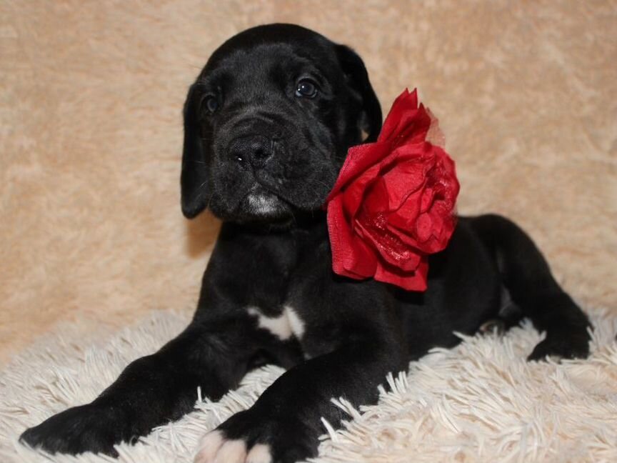 Немецкий дог ребятишки с документами