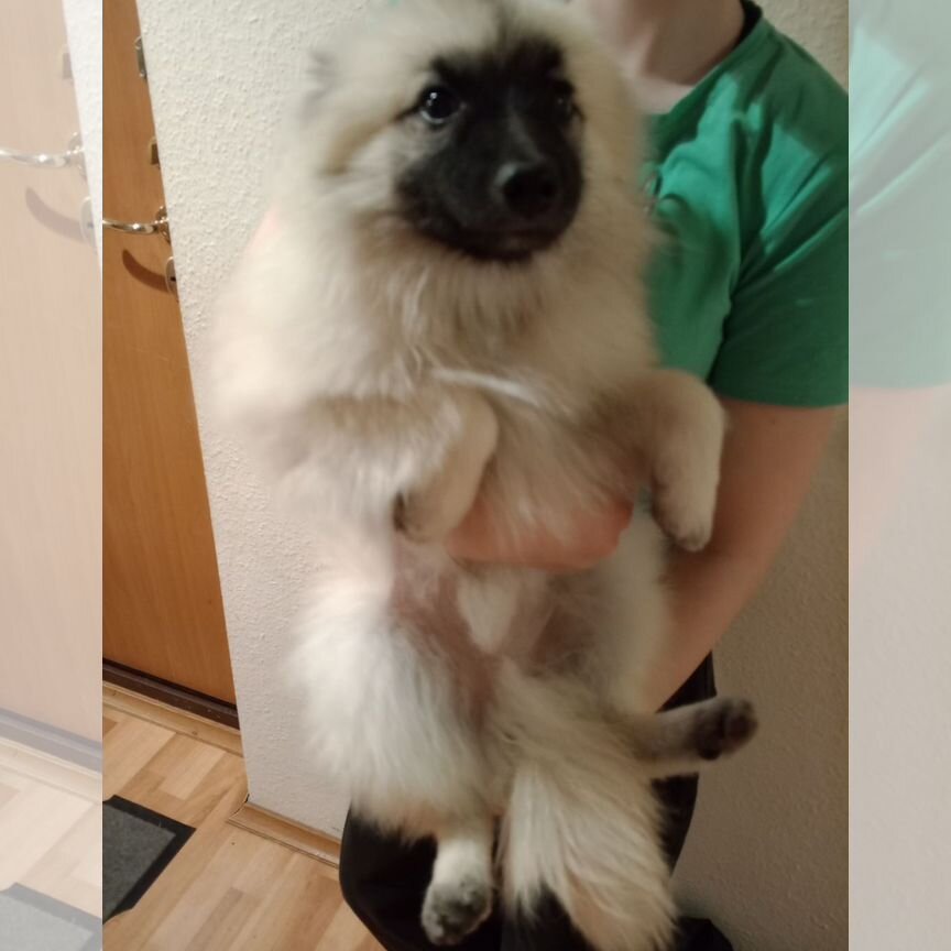 Немецкий шпиц, щенок