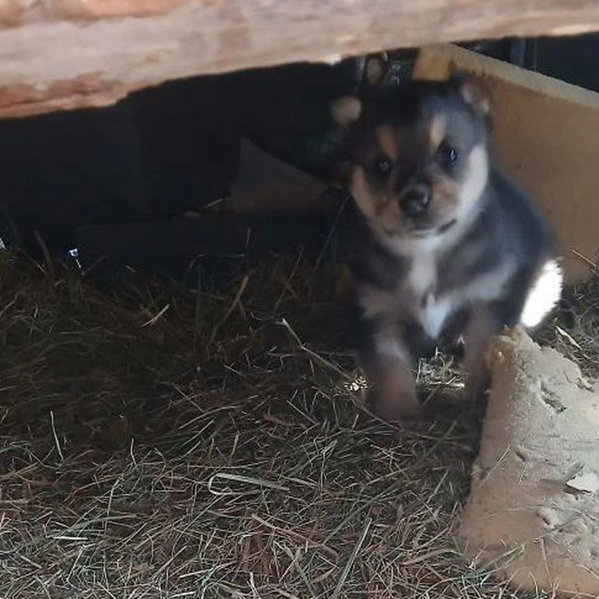 Щенок в добрые руки