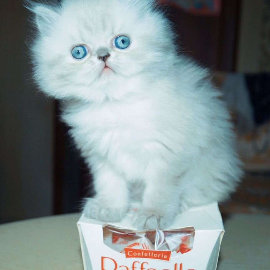 Красивая персидская девочка