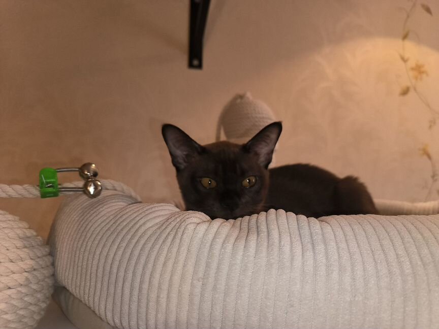 Отдам кошечку