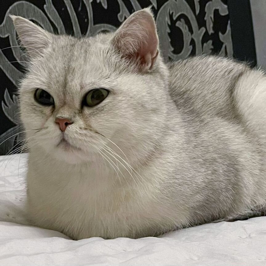Шотландскую кошечку выкинули хозяева