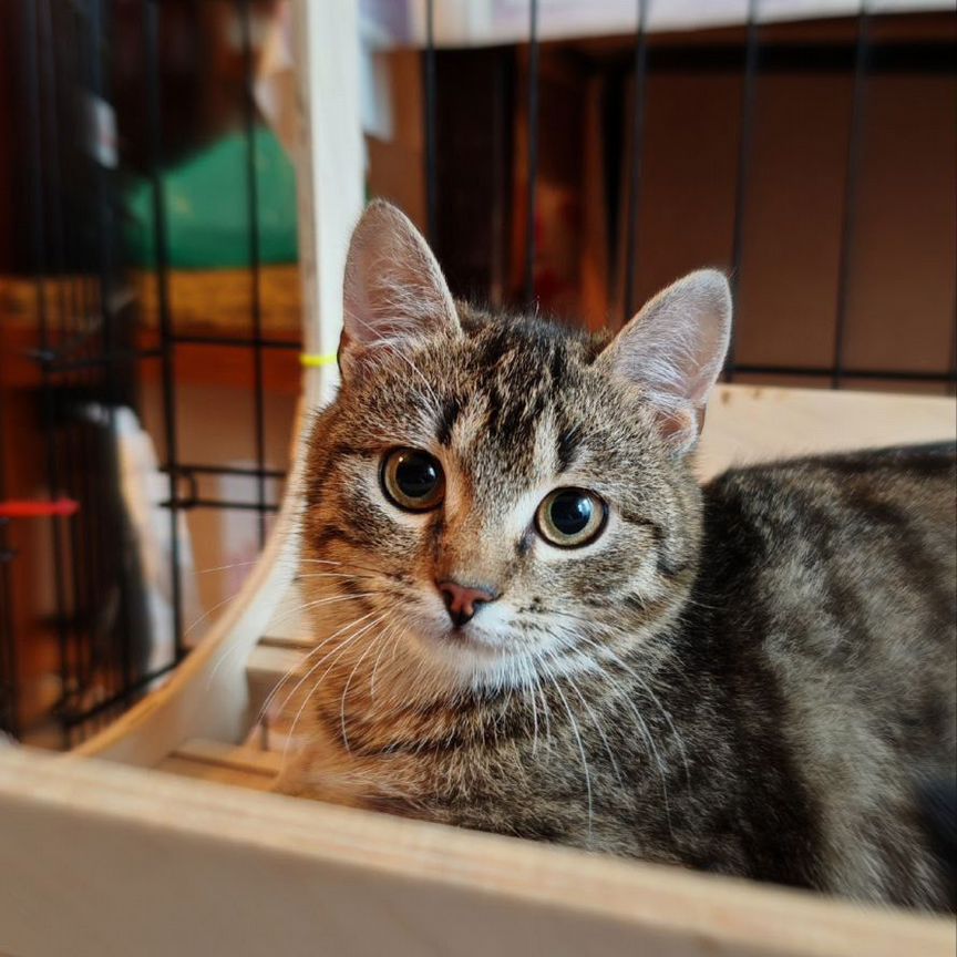 Прекрасная девочка ищет своих котородителей