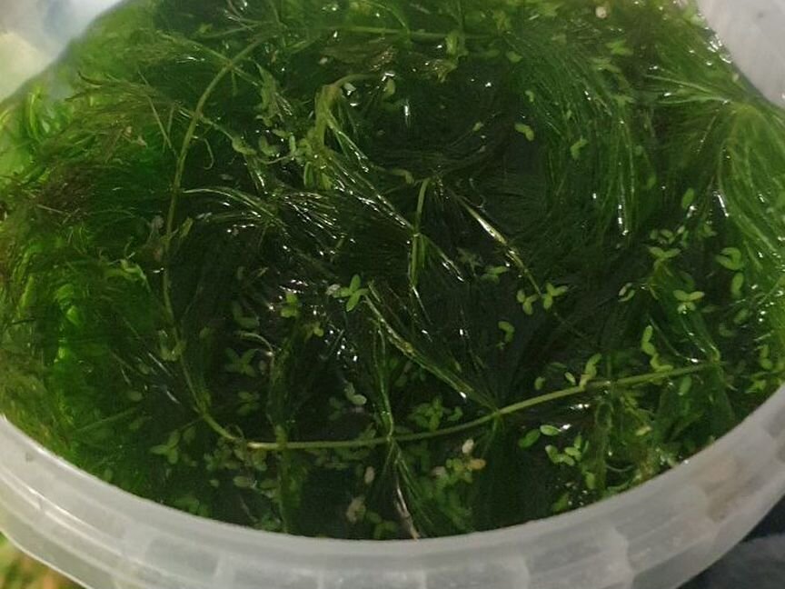 Трава для аквариума