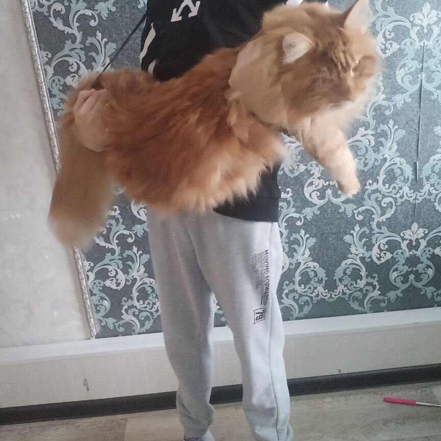 Мейн кун рыжий