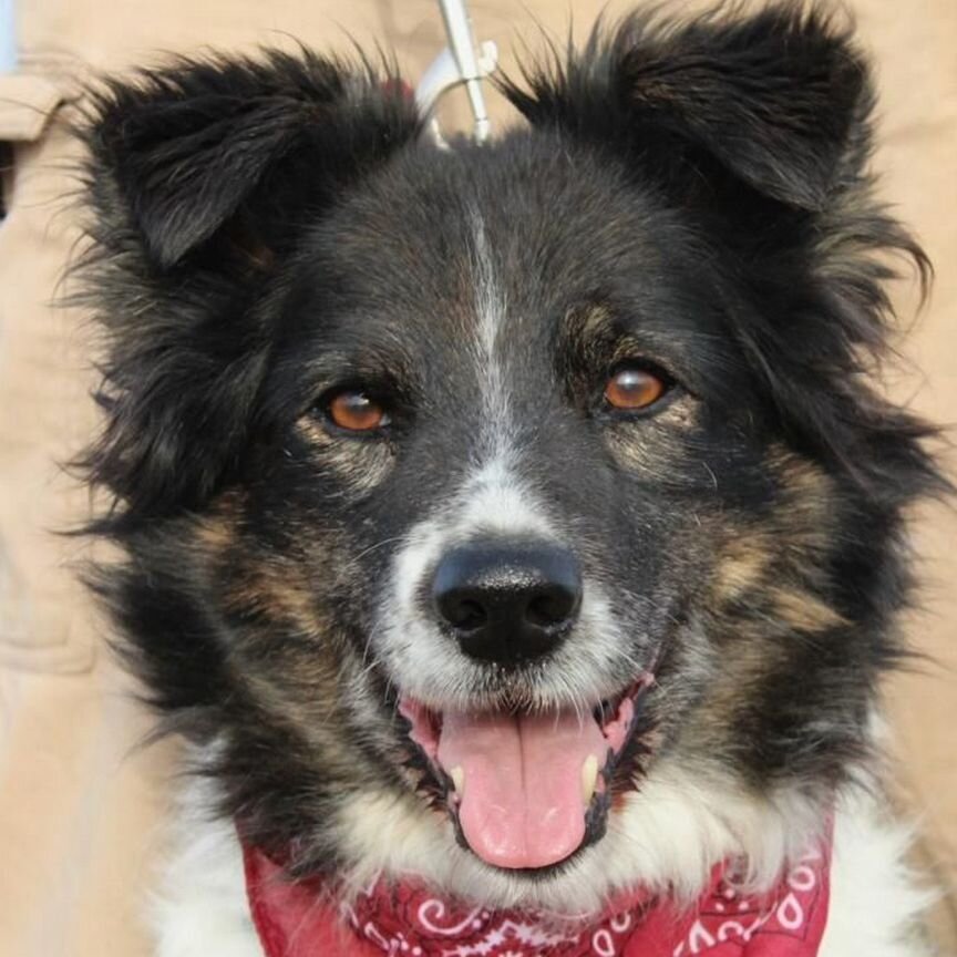 Собака в добрые руки