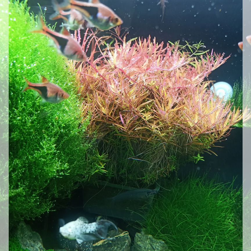 Ротала хра, мох стринг