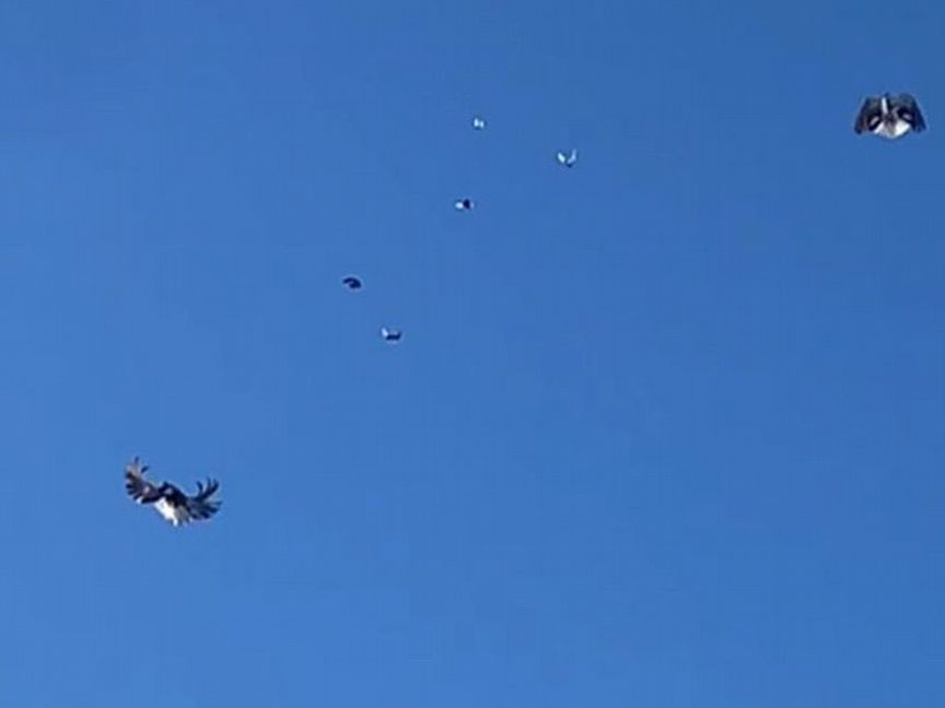 Голуби серпатые для гона