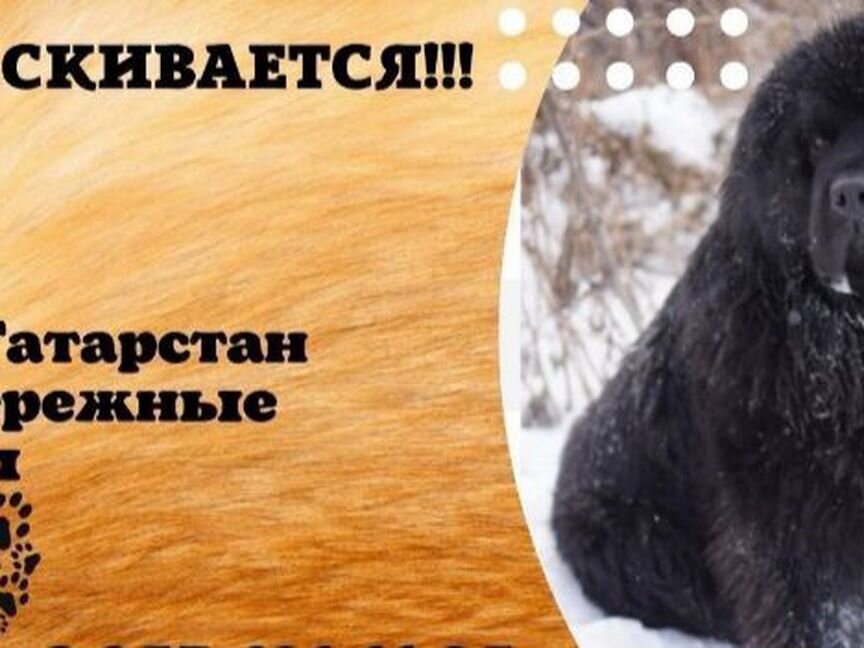 Ньюфаундленд. Помочь