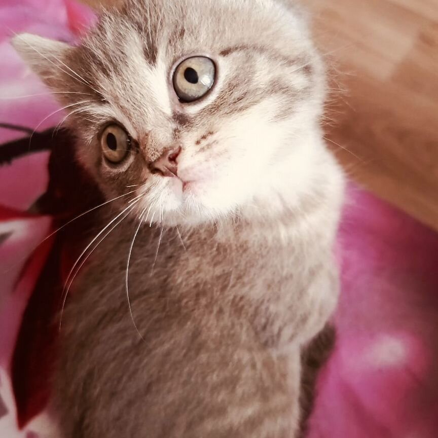 Котенок девочка ласковая