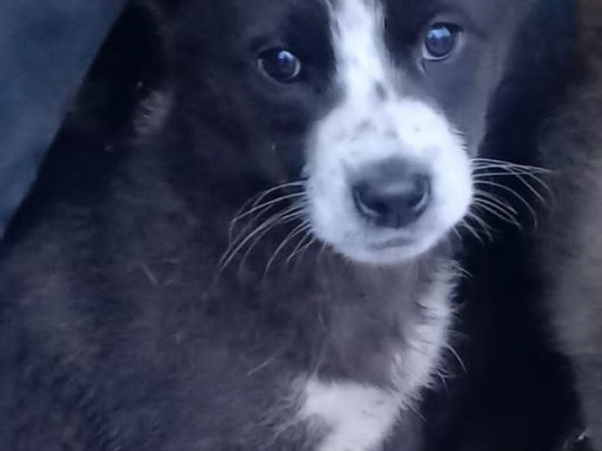 Чёрный ягуар 4WD пробег по РФ 1 месяц