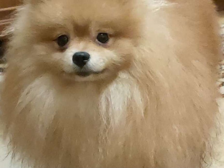 Померанский шпиц тип мишка мини
