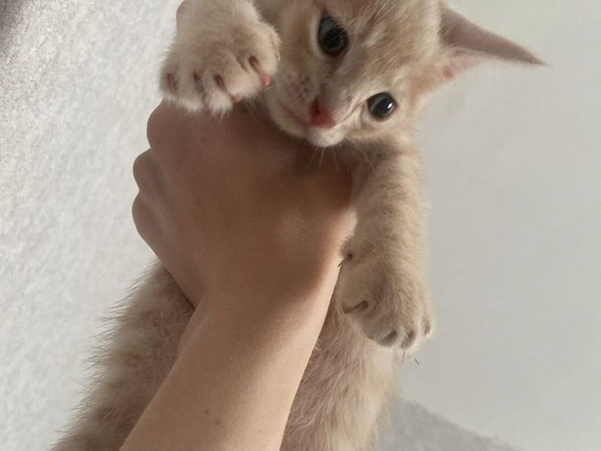 Котята