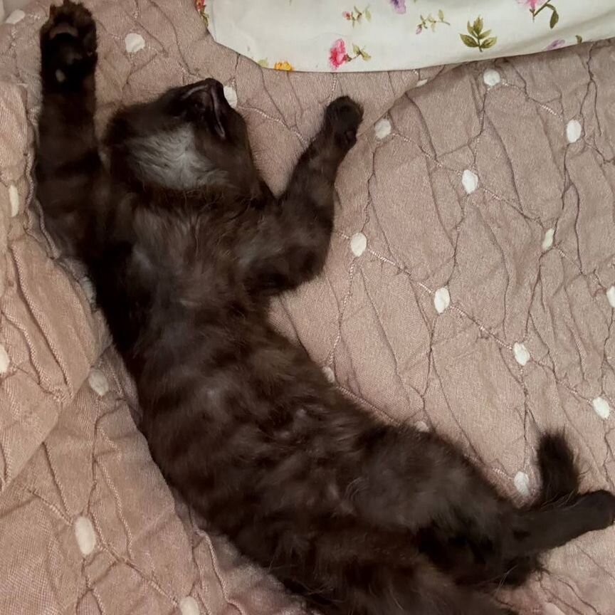 Котенок девочка