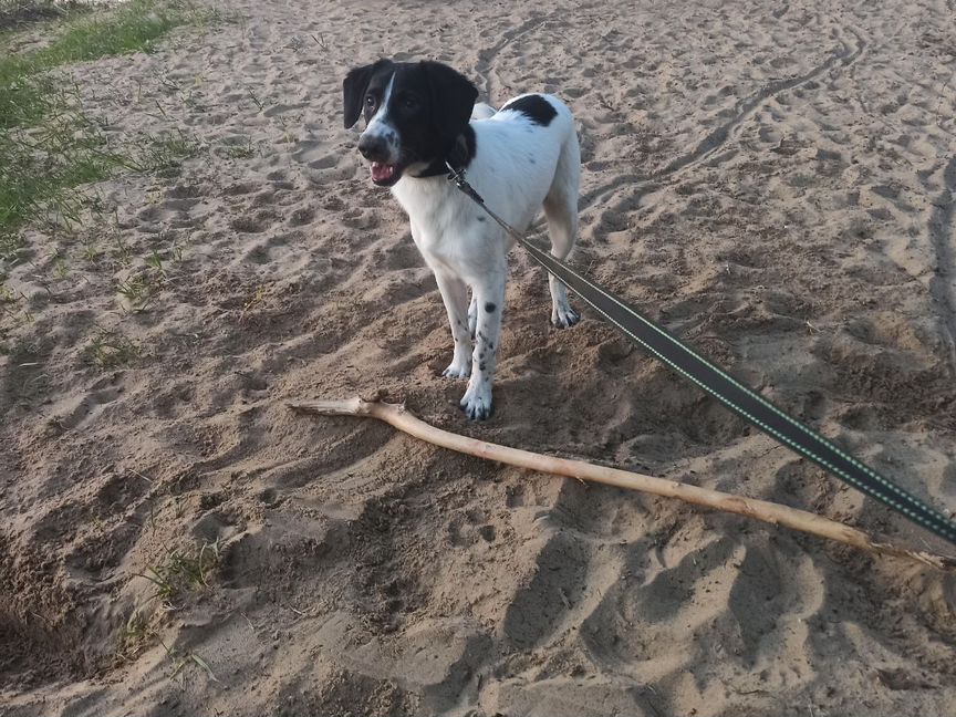 Собака в добрые руки отдам бесплатно