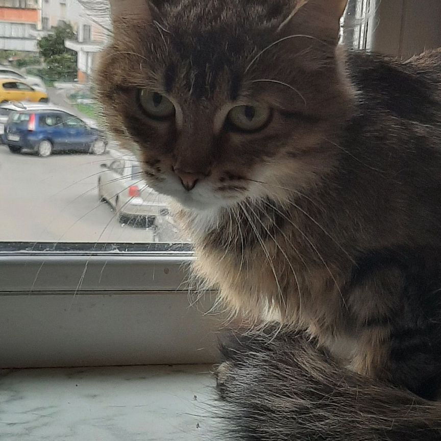 Кошки в добрые руки бесплатно
