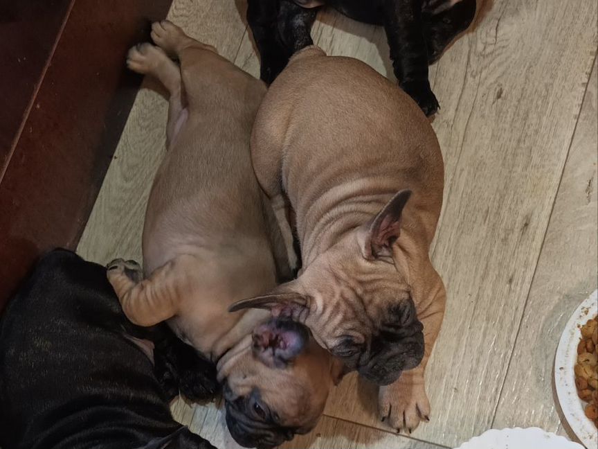 Щенки французкого бульдога