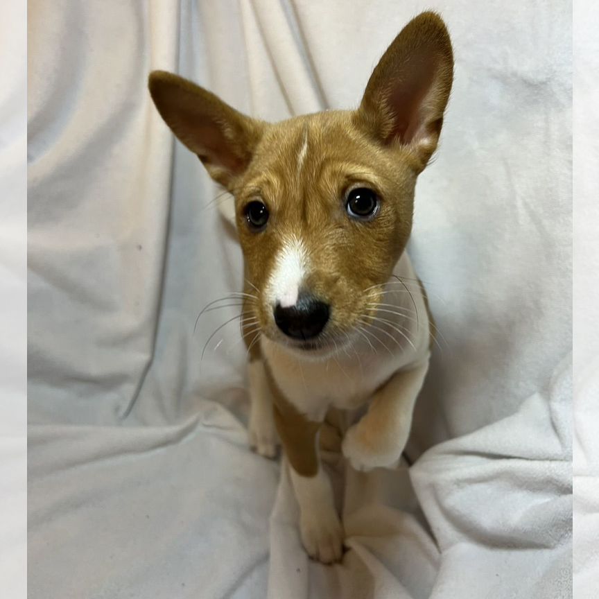 Басенджи, щенок