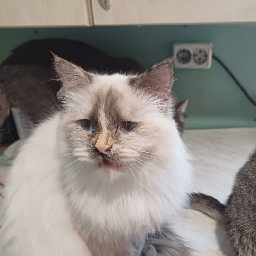 Кошка Кетти