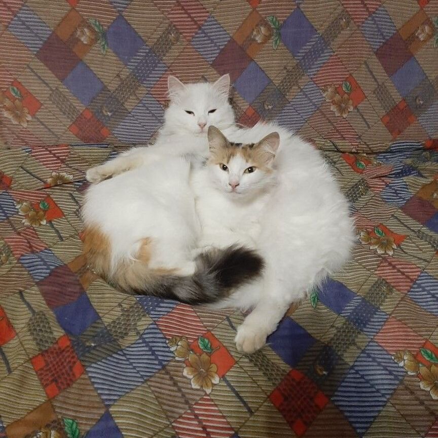 Кошки в добрые руки даром