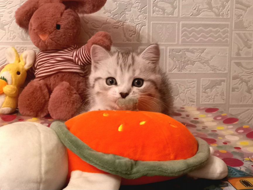 Шотландские котята