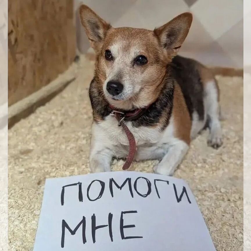 Взрослая собака в добрые руки