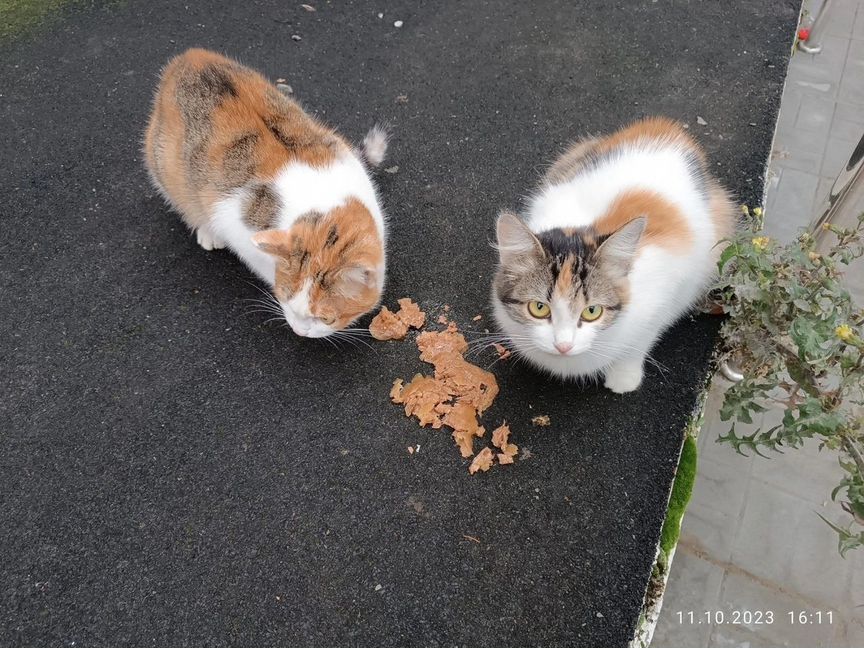 Кошки в добрые руки