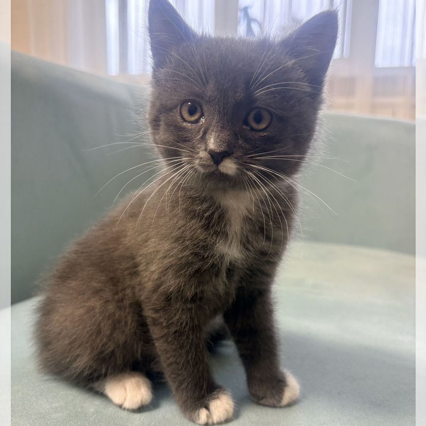 Котёнок от частного владельца