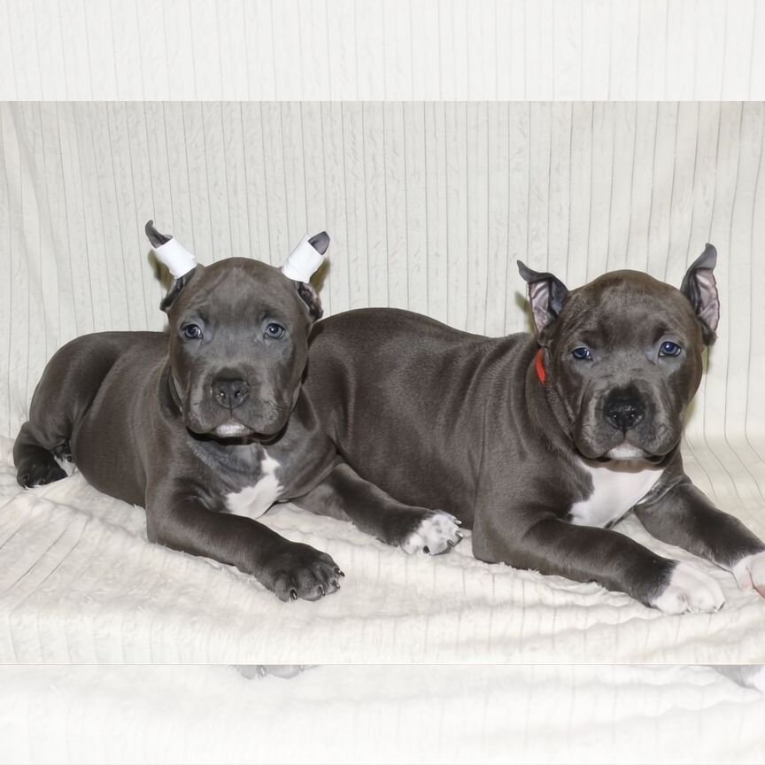 Американский стаффордширский терьер, щенок