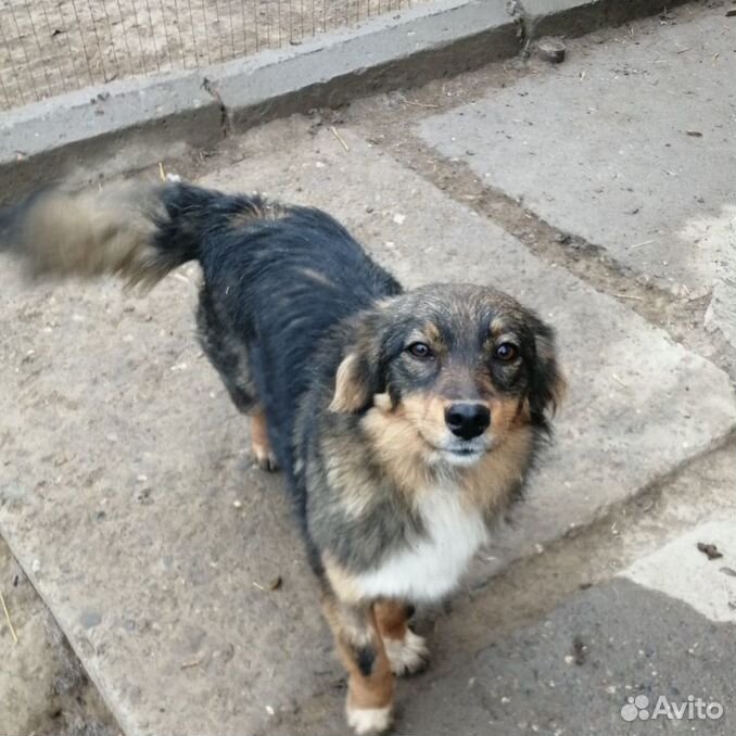 Милая маленька собачка в добрые руки