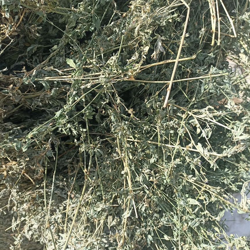 Сено люцерны в рулонах