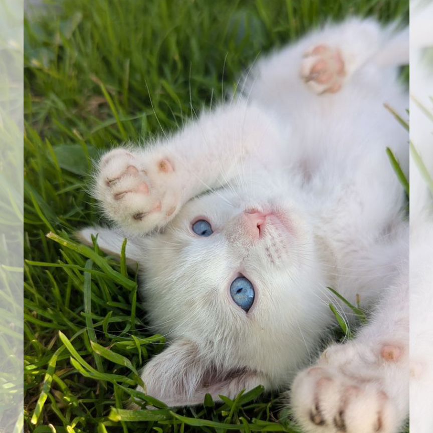 Котенок белый голубоглазый (мальчик)