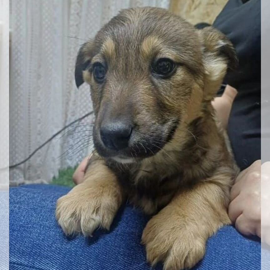 Щенок в добрые руки