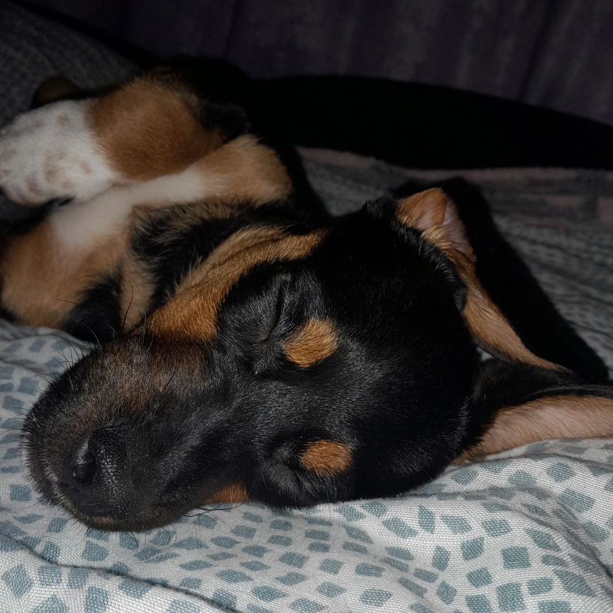 Пёсель маленькой породы