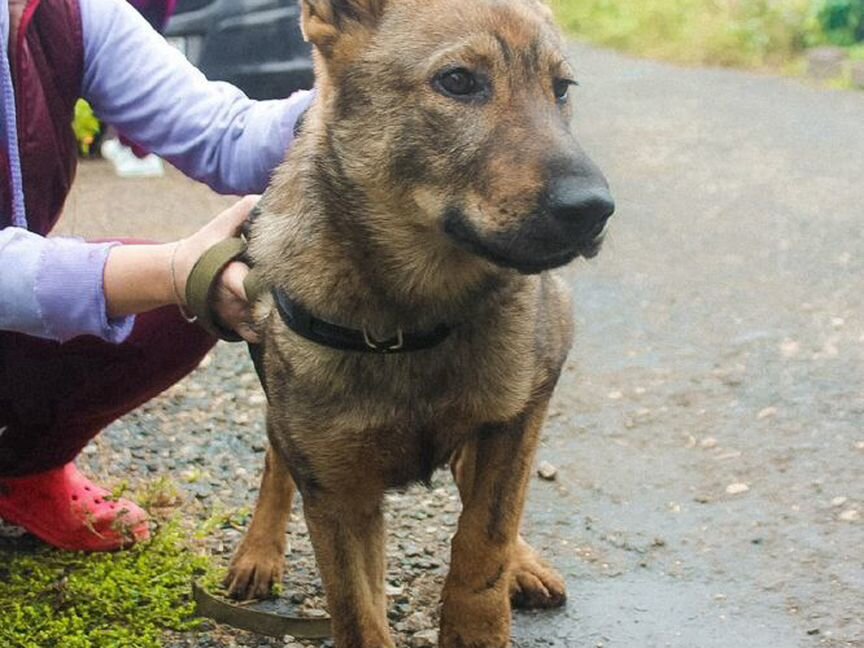 Барни ищет дом