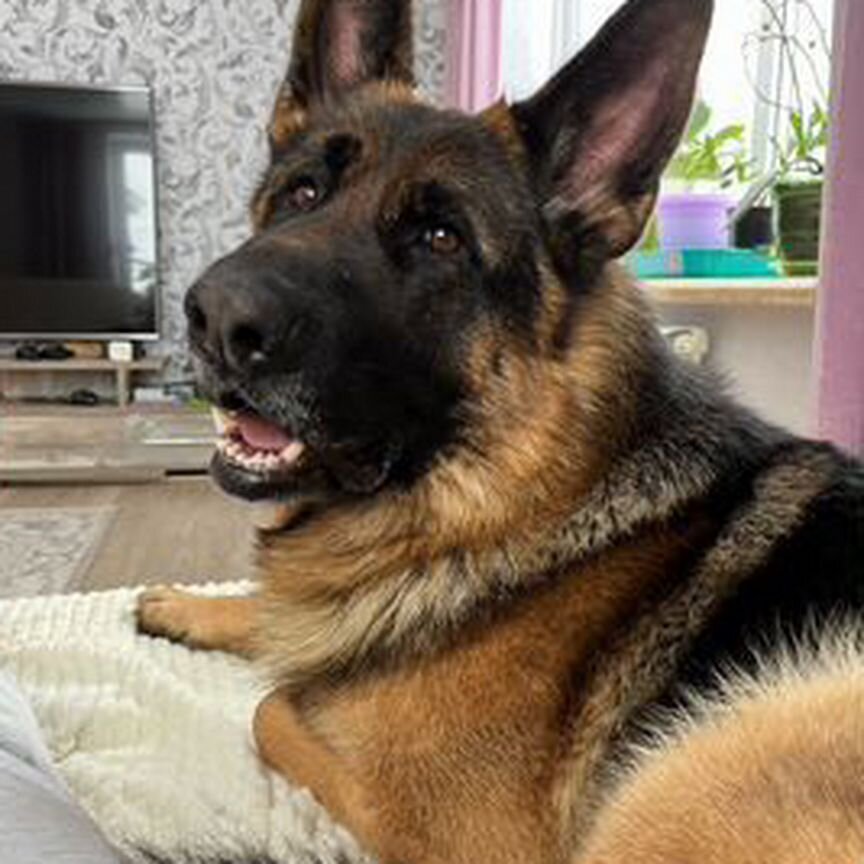 Немецкая овчарка, взрослый пёс