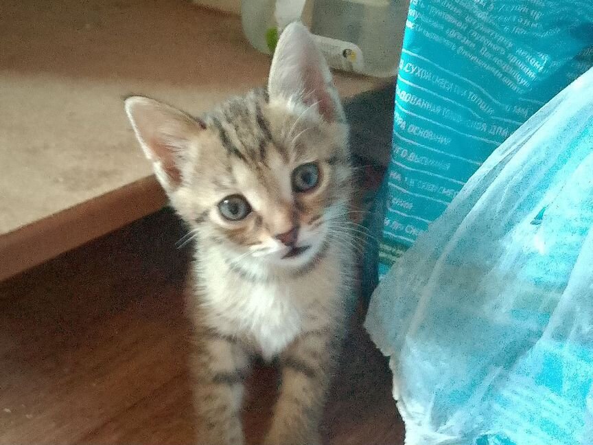 Котята ищут дом