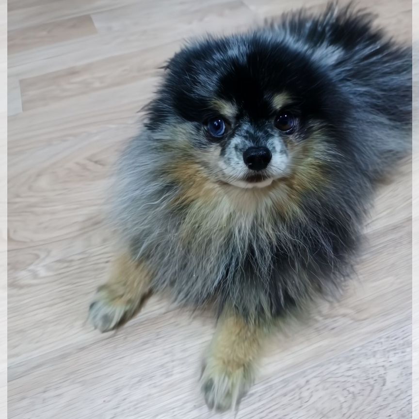 Померанский шпиц, взрослый пёс