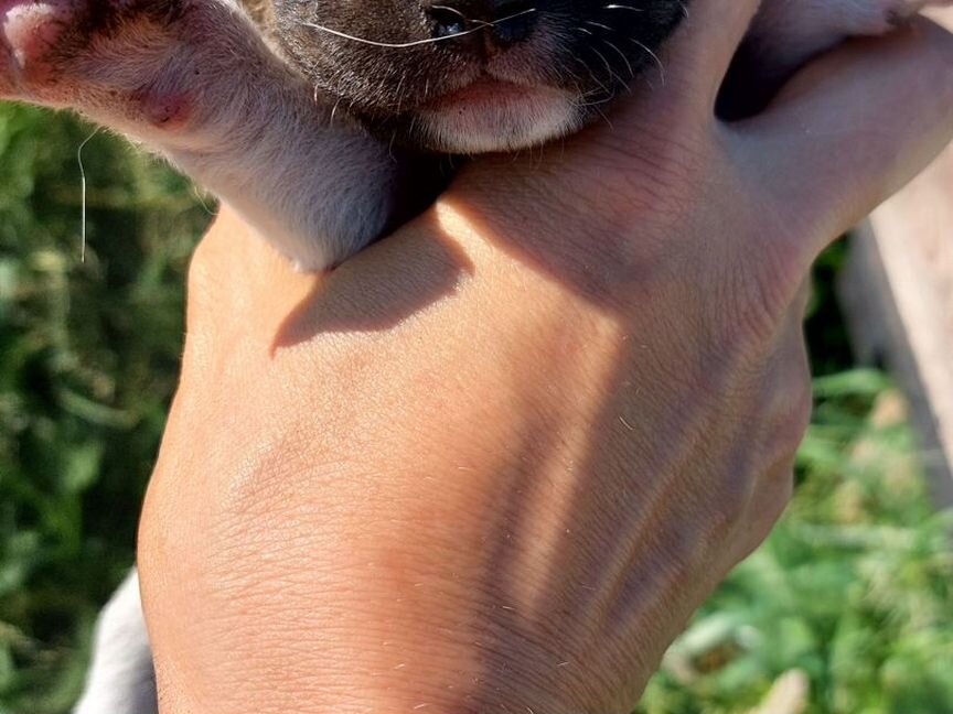 Пастушья овчарка щенки