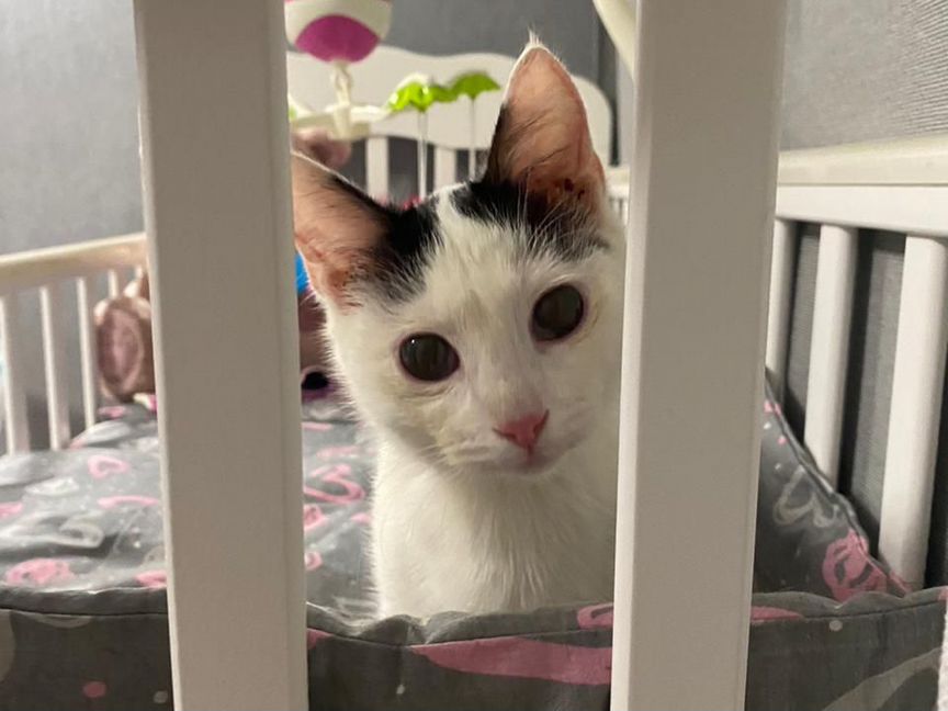 Котенок мурчалкин