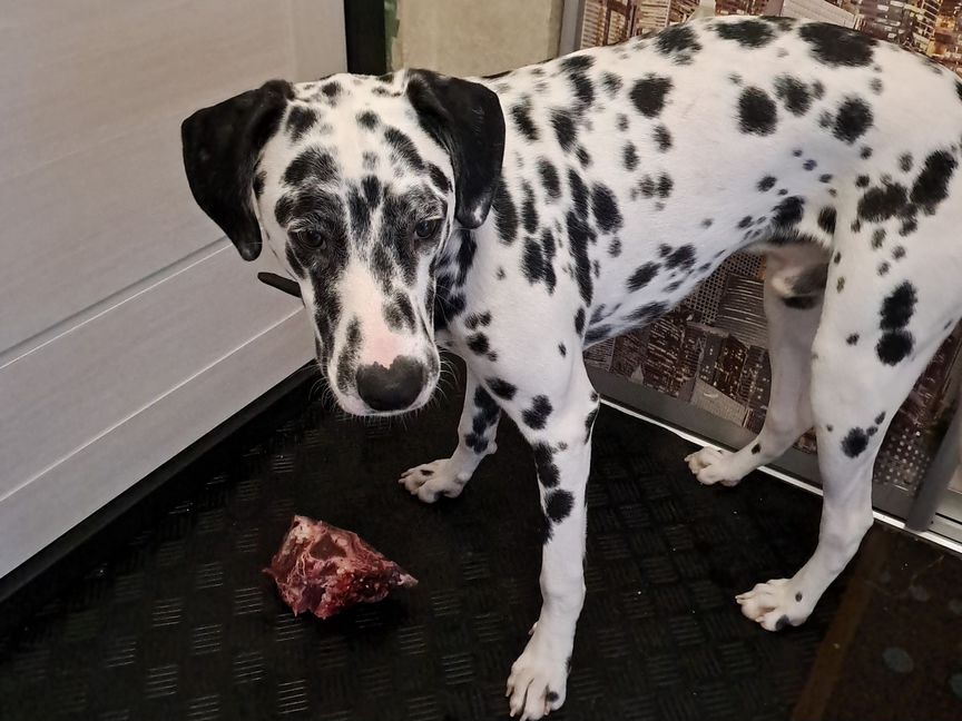 Далматинец