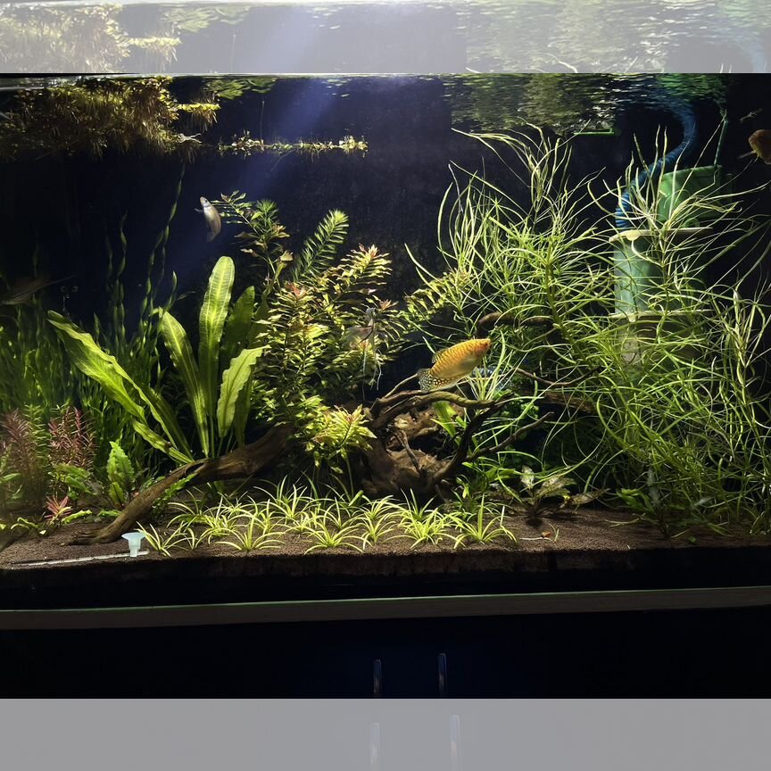 Аквриумные рыбки