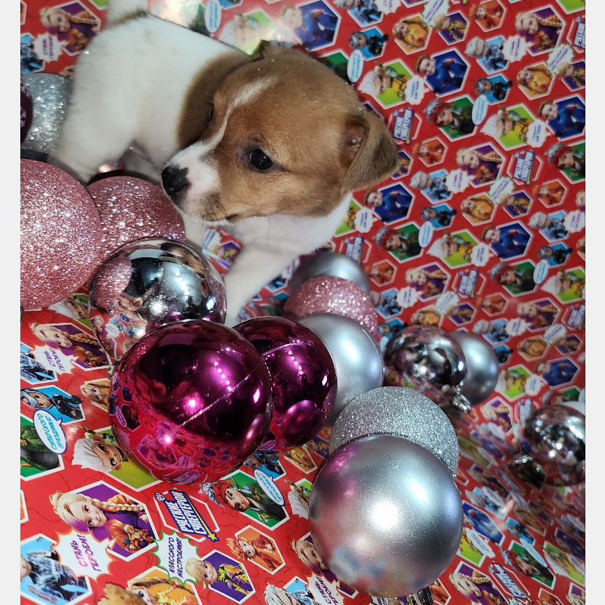 Щенки джек рассел терьер