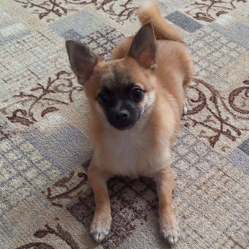 Щенок пончи