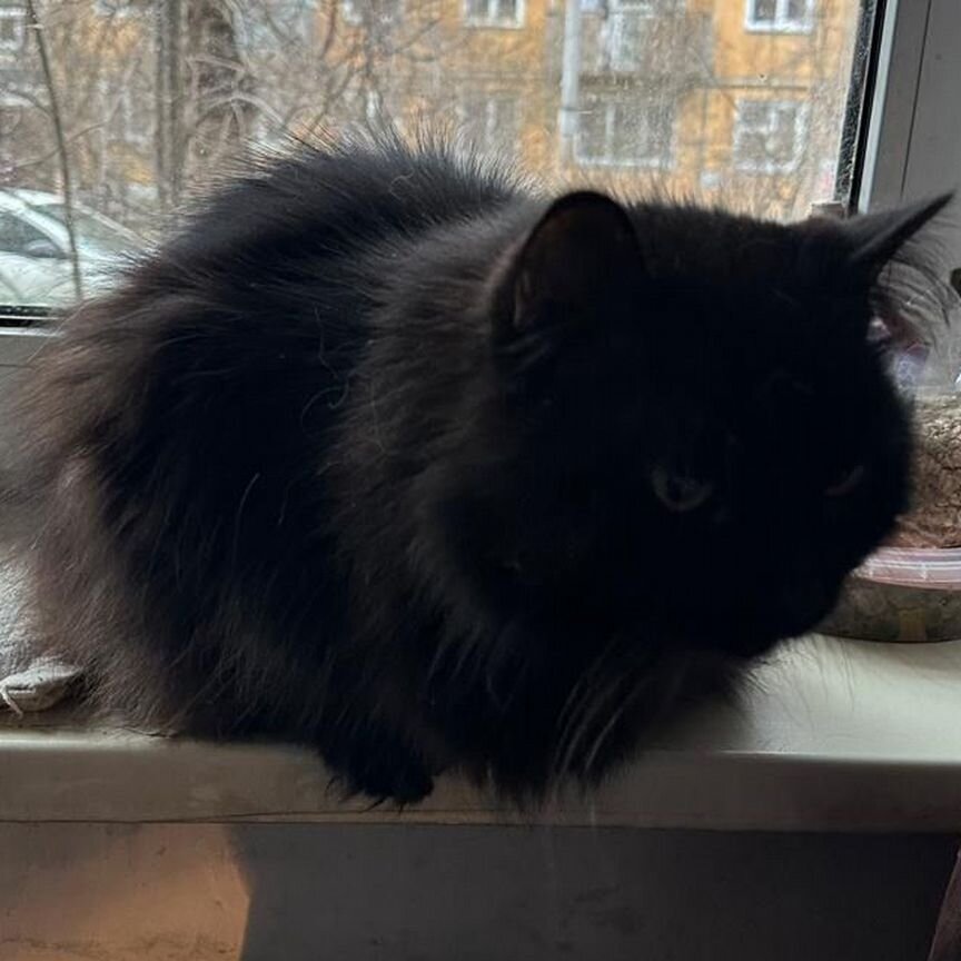 Взрослый кот в добрые руки