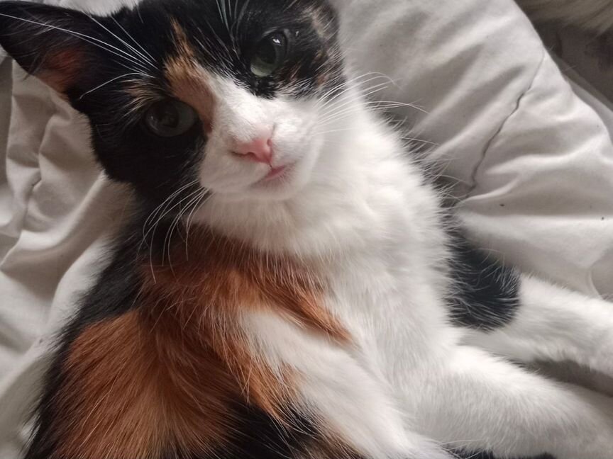 Котенок и его мама