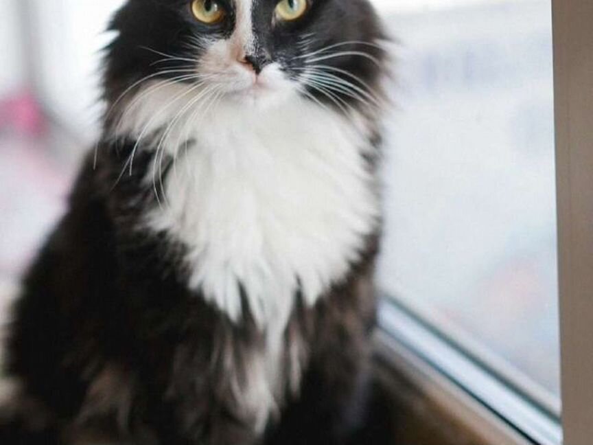 Простой кот